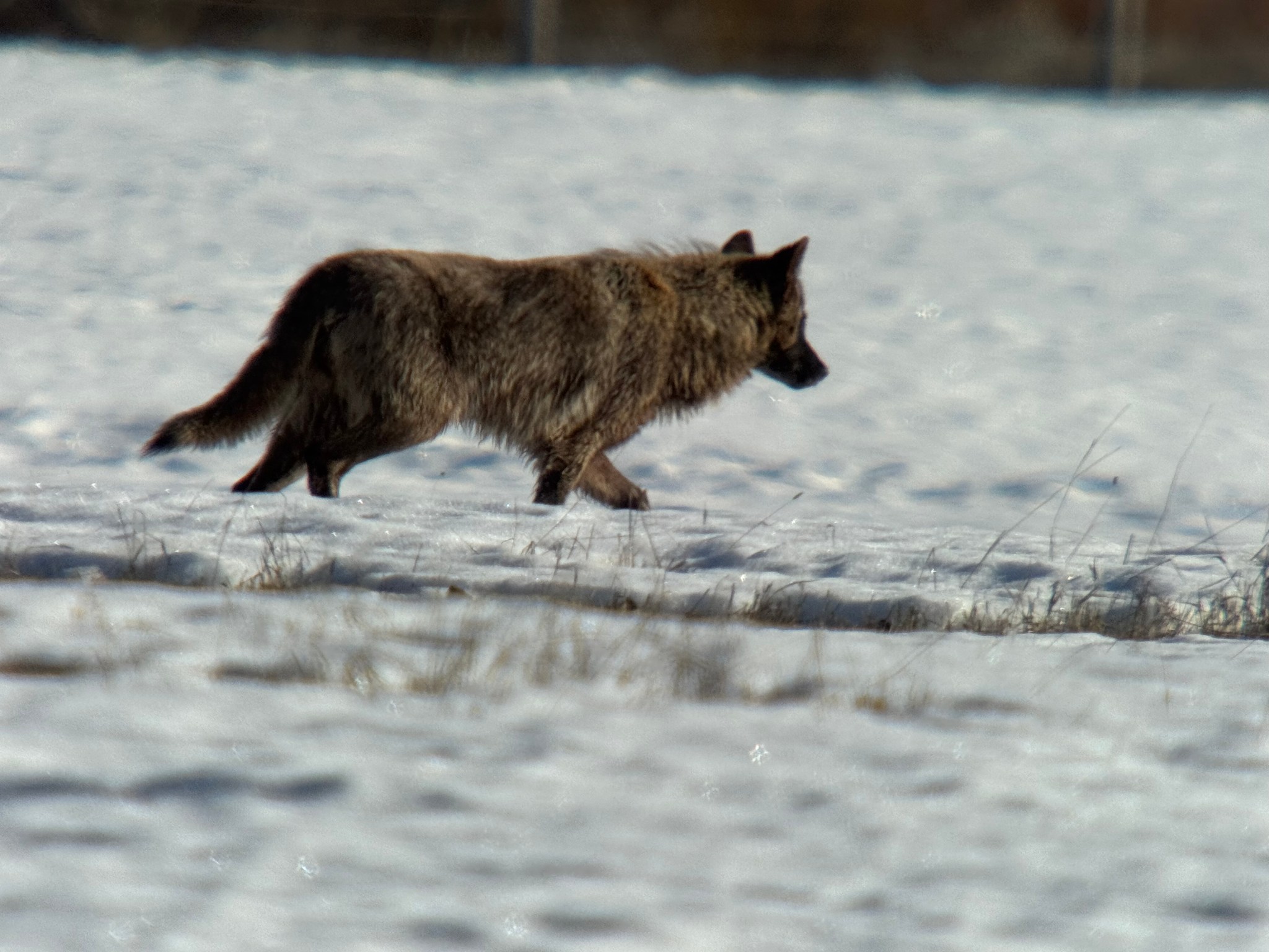 Winter Wildlife Safari: Lamar Valley | Big Sky – Nature Seen