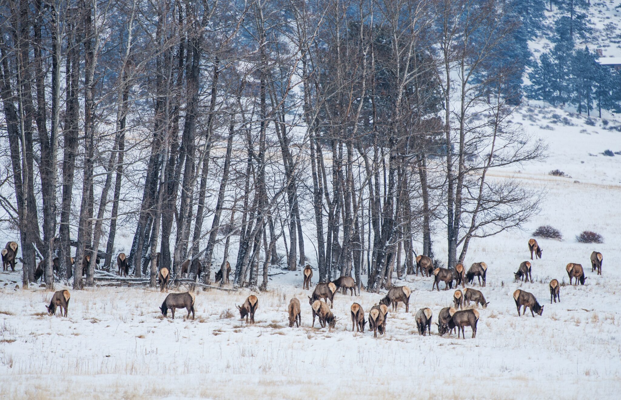 Winter Wildlife Safari: Lamar Valley | Big Sky – Nature Seen